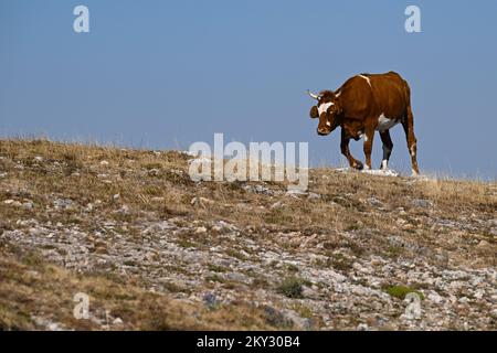 Cows grazing by the road near Vrlika, Croatia on 6th August 2022. Photo ...