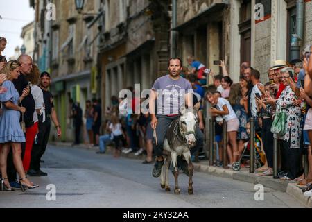 A rider rides a donkey during the famous Donkey Race of 54. Bumblebee ...