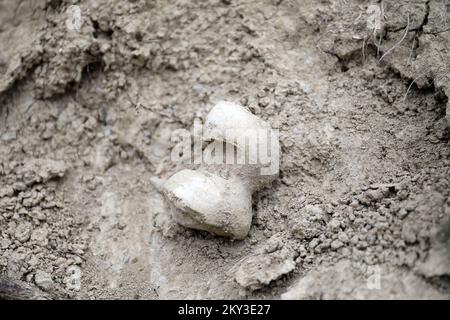 Human bones sticking out of the freshly dug earth along the road, right ...