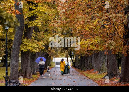 Yellow leaves in parks in Osijek, Croatia on 19. September, 2022. Photo ...