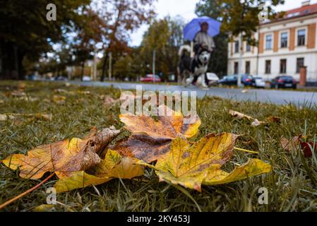 Yellow leaves in parks in Osijek, Croatia on 19. September, 2022. Photo ...