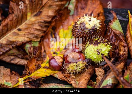 Yellow leaves in parks in Osijek, Croatia on 19. September, 2022. Photo ...