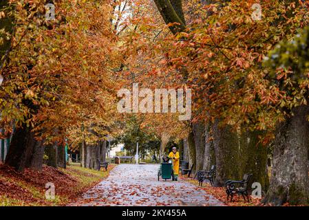 Yellow leaves in parks in Osijek, Croatia on 19. September, 2022. Photo ...