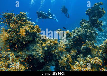 Scuba diver exploring the Gota Abu Ramada reef on September 30, 2022 in ...