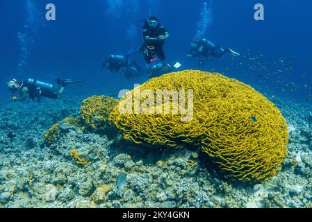 Scuba diver exploring the Gota Abu Ramada reef on September 30, 2022 in ...