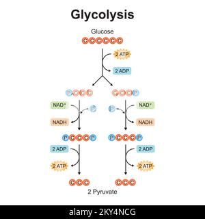 Scientific Designing of Glycolysis Steps. Converting Glucose into ...