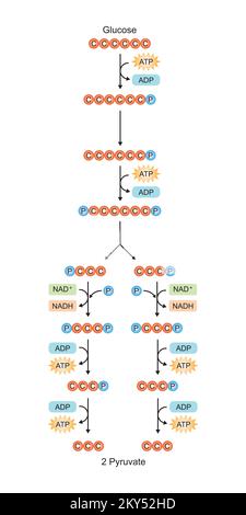 Scientific Designing of Glycolysis Steps. Converting Glucose into ...