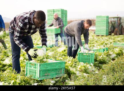 Farmer putting green lettuce in boxes Stock Photo - Alamy