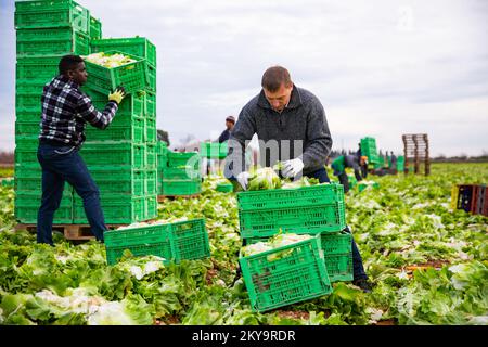 Farmers stacking boxes with green leaf lettuce Stock Photo - Alamy