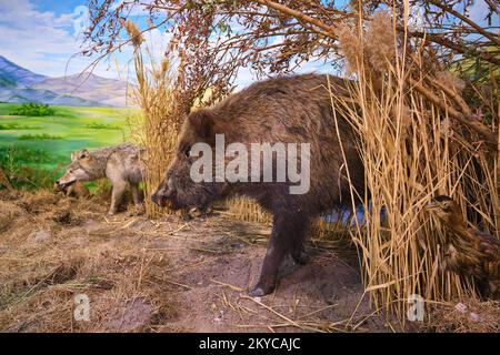 A nature diorama with taxidermy, stuffed examples of local animals ...