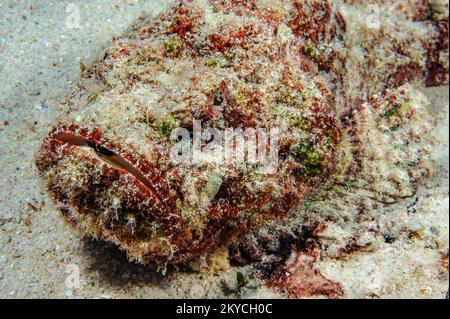 Venomous stonefish lies reef stonefish (Synanceia verrucosa) on dead ...