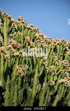 Microdasys cactus. Cactus backdround, cacti design pattern Stock Photo ...