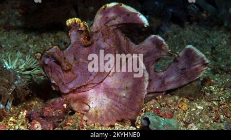 Purple paddleflap rhinopias scorpionfish - Rhinopias eschmeyeri Stock ...