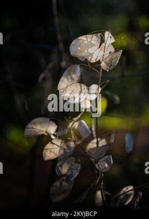 Translucent silicles of the Annual Honesty (Lunaria annua) in the fall ...