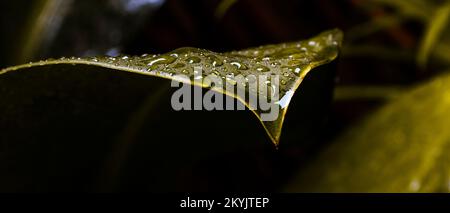 Abstract blurry backgrounds of color grading leaf isolated on black ...