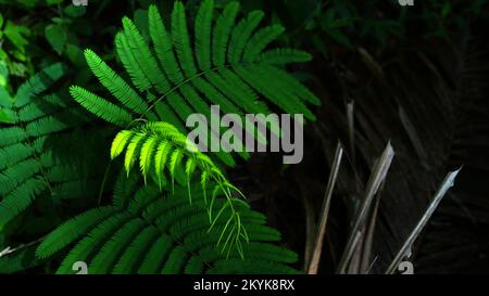 Closeup of fern leaves. Selected focus Stock Photo - Alamy