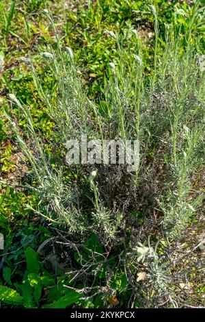 This medicinal flower is called dwarf everlast or immortelle Stock ...