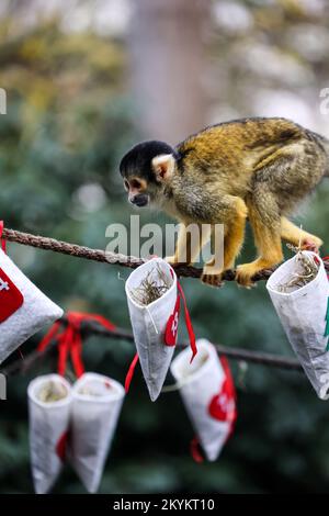 A squirrel monkey seen enjoying advent calendar themed enrichment items ...