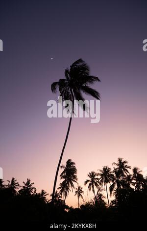 The moon rises behind palm trees during sunset on a tropical island ...