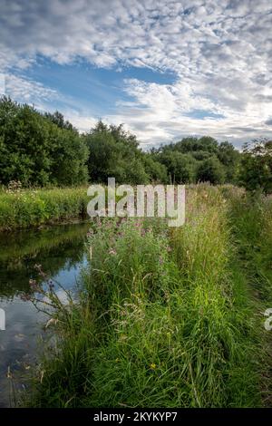 Rose Bay Willow Herb on the banks of Costa Beck in Pickering, North ...