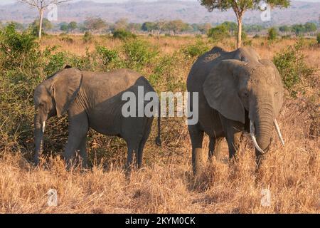Two African Bush Elephants walk through Mikumi national park Stock ...