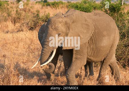 Two African Bush Elephants walk through Mikumi national park Stock ...