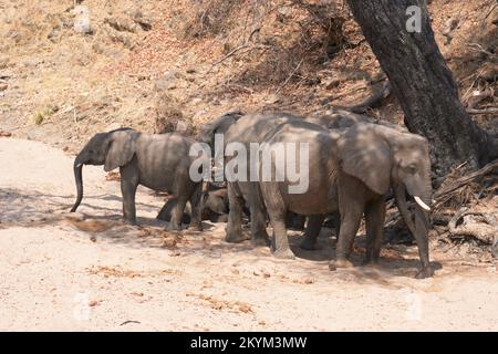 Adult and young baby Elephants dig for water in the dry Ruaha river ...