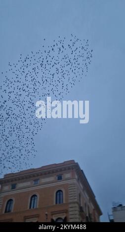 Starling flock at sunset saturate the sky of Rome, Italy Stock Photo ...