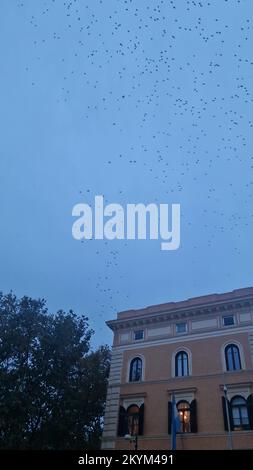 Starling flock at sunset saturate the sky of Rome, Italy Stock Photo ...