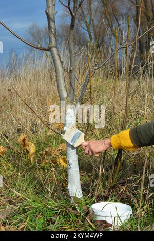 Whitewashing tree trunks. Applying white paint to trunks (whitewashing ...