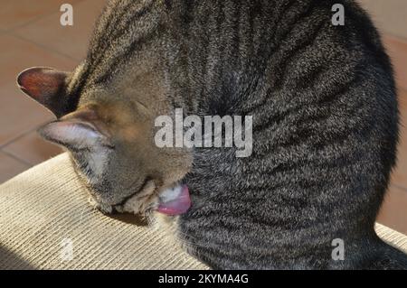 A gorgeous white and gray tabby cat surrounded by tall grass on a ...
