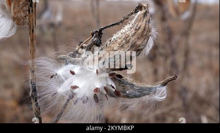 The Syrian milkweed, or Aesculapian grass, or Milky grass, or Swallow ...
