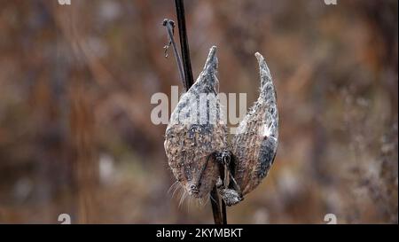 The Syrian milkweed, or Aesculapian grass, or Milky grass, or Swallow ...