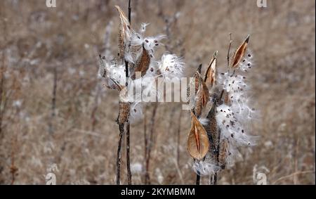The Syrian milkweed, or Aesculapian grass, or Milky grass, or Swallow ...