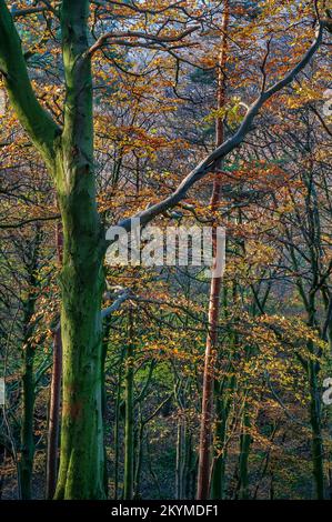 Bright autumn sunshine filtering through colourful trees on the steep ...