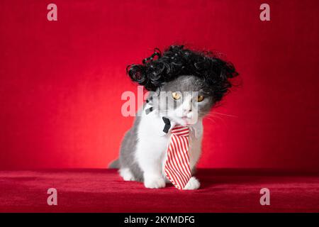 british shorthair cat with wig and tie like a business lady and working ...