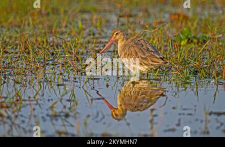 Godwit birds at Chalk Bird Sanctuary in Odisha India with reflection in ...