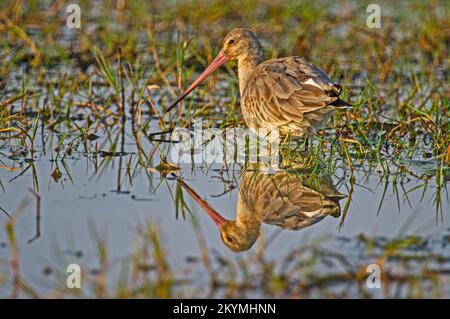 Godwit birds at Chalk Bird Sanctuary in Odisha India with reflection in ...