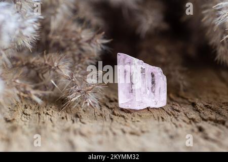 Translucent pink Kunzite crystal healing gemstone backlit from behind ...