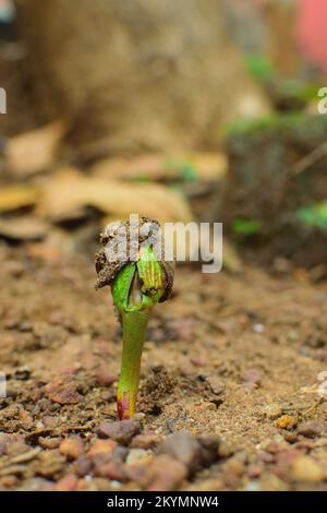 Plant germination and growth - seedling,Plant growth-Stages of growing ...