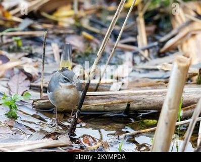 A Grey Wagtail; Motacilla cinerea, at Leighton moss, Silverdale ...