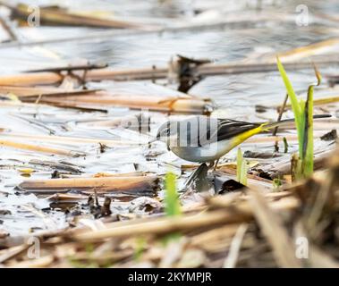A Grey Wagtail; Motacilla cinerea, at Leighton moss, Silverdale ...