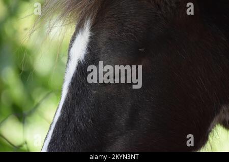 When God created animals he said:" go and teach man to live! Stock ...