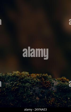 dark moody tree with moss background texture Stock Photo - Alamy