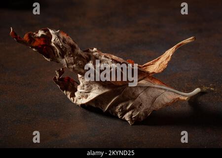 dark moody faded brown autumn leaf background, fall decay Stock Photo ...