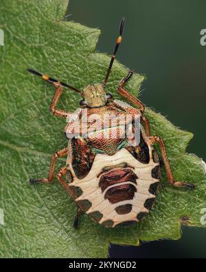 Dorsal view of a Bronze Shieldbug (Troilus luridus) with wings open and ...