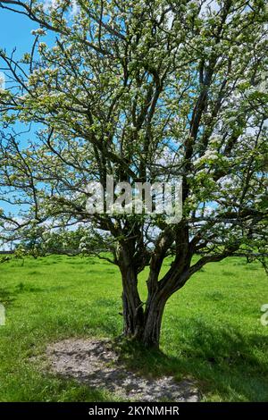 Old thorn tree, a hawthorn tree, Crataegus monogyna bearing mistletoe ...
