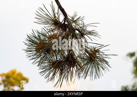 Pine branch ,Abies alba Stock Photo - Alamy