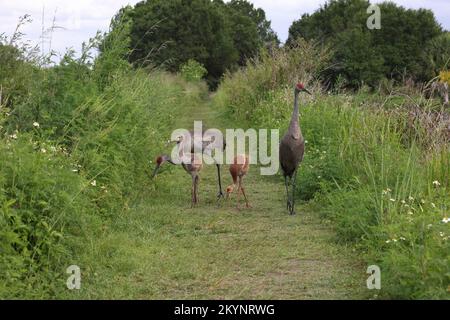 Sandhill Cranes with chicks looking for food, Circle B Bar Reserve ...