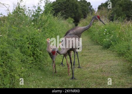 Sandhill Cranes with chicks looking for food, Circle B Bar Reserve ...